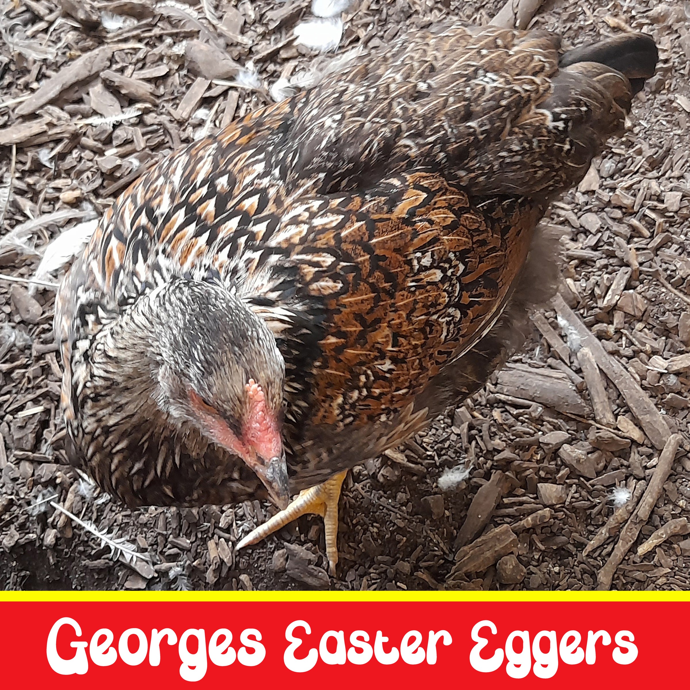 easter egger chicken eggs