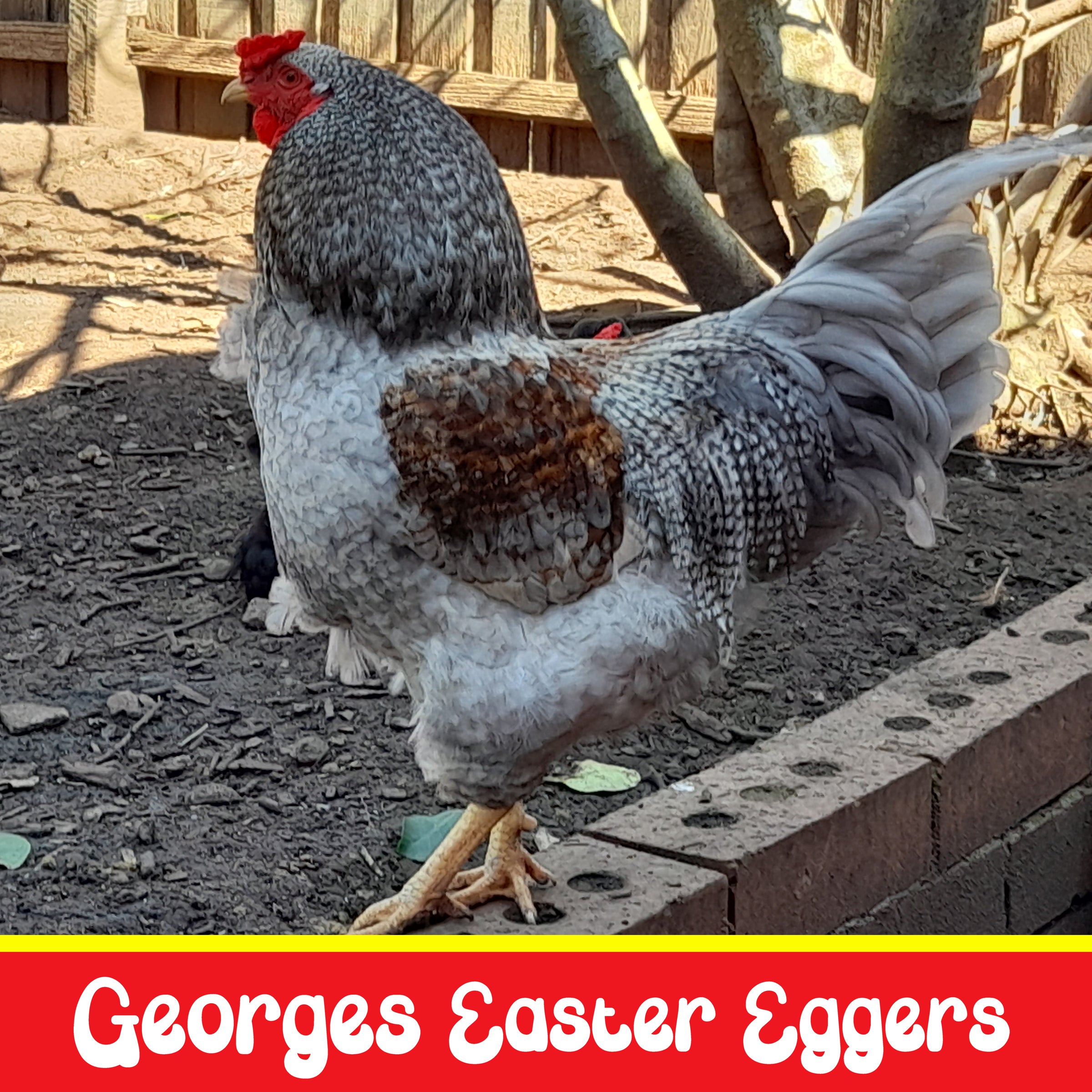 what makes an easter egger chicken