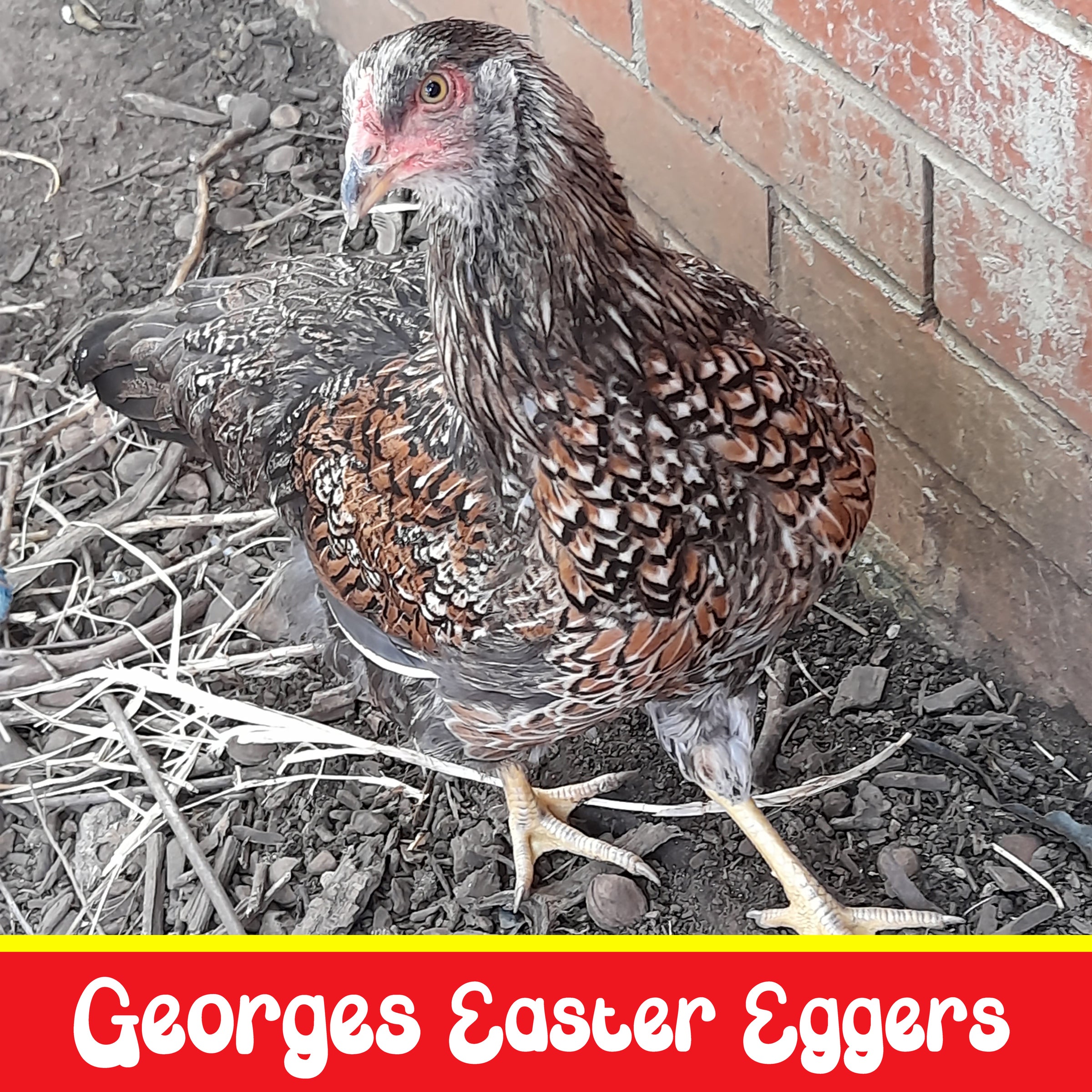 blue easter egger rooster