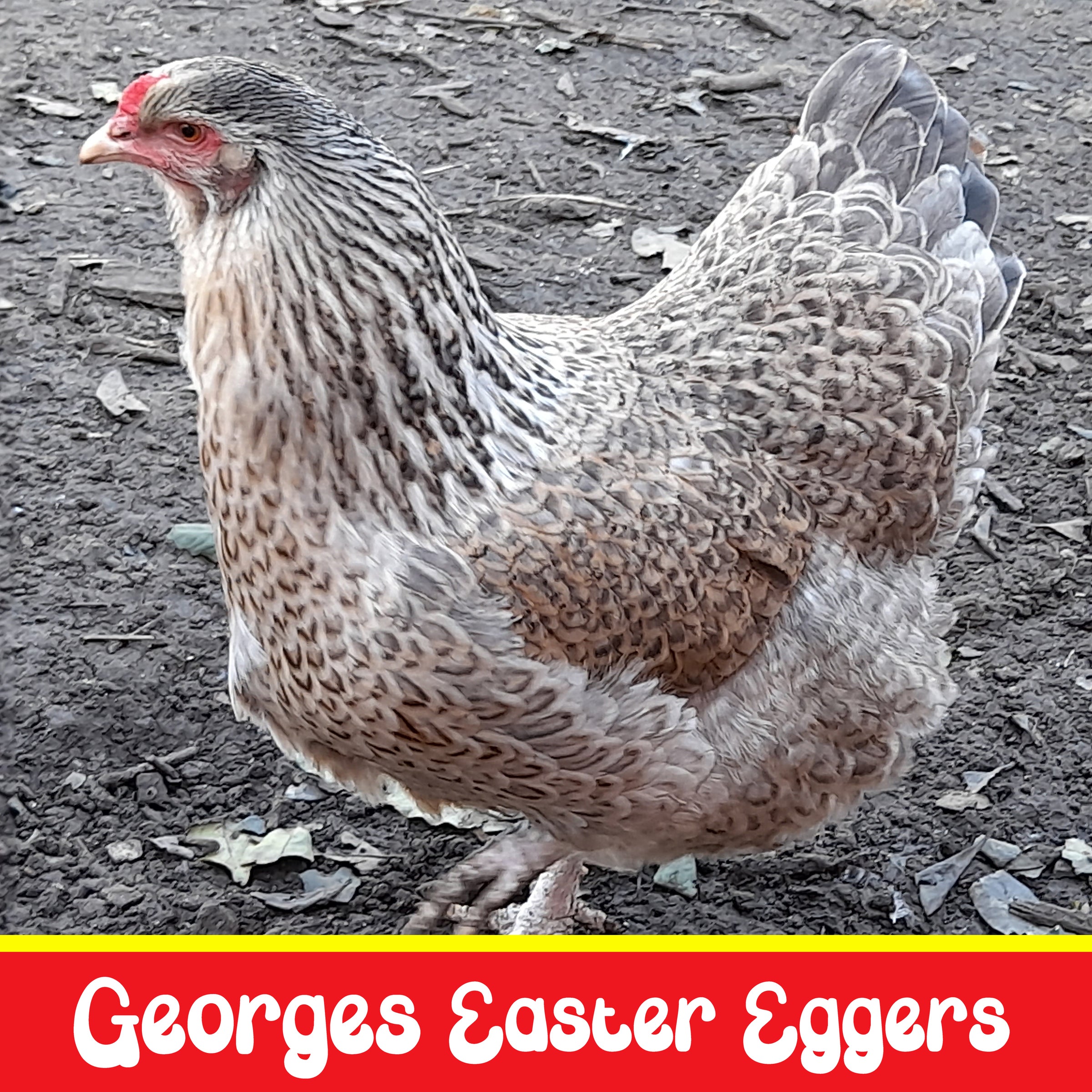 easter egger hen