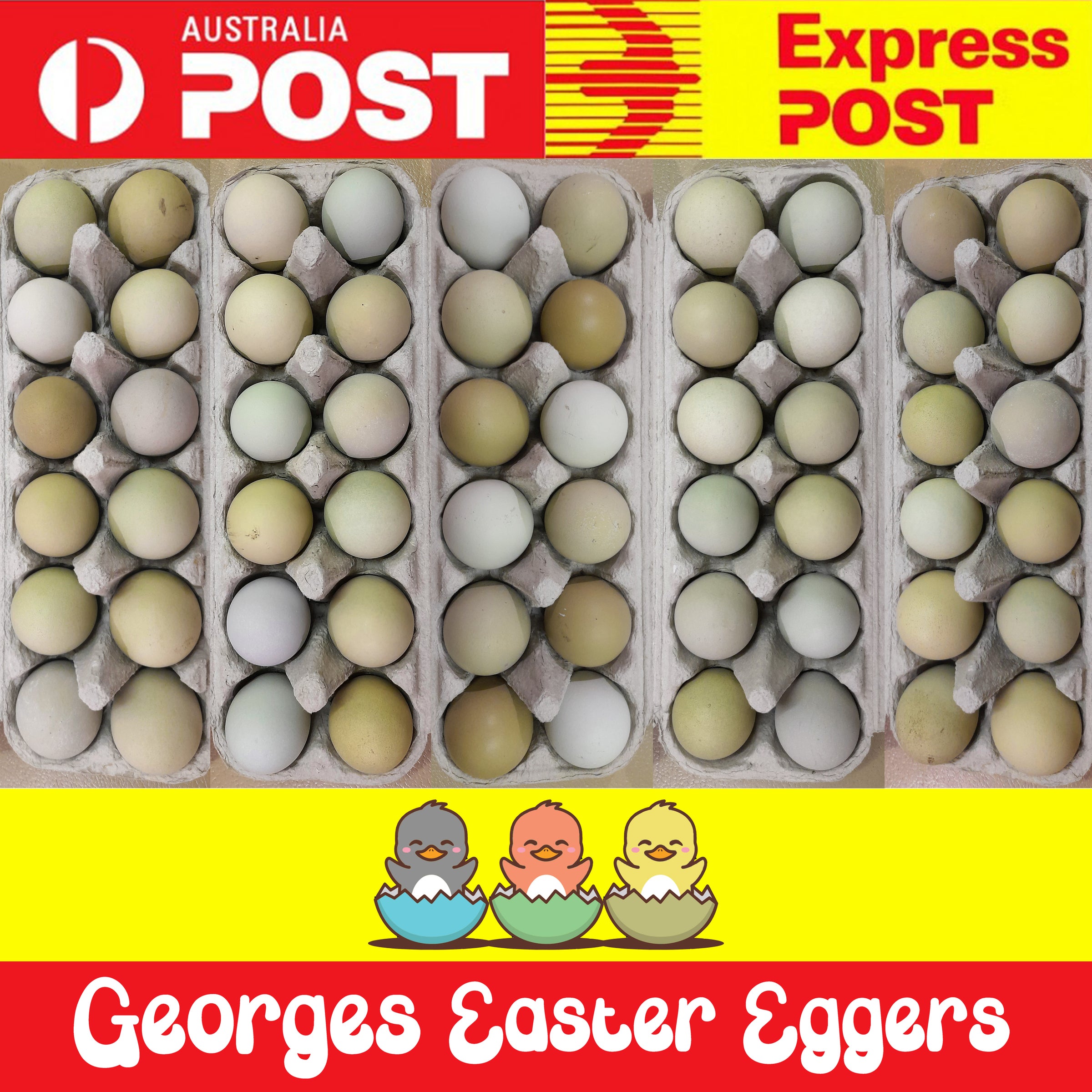 Easter Egger Eggs