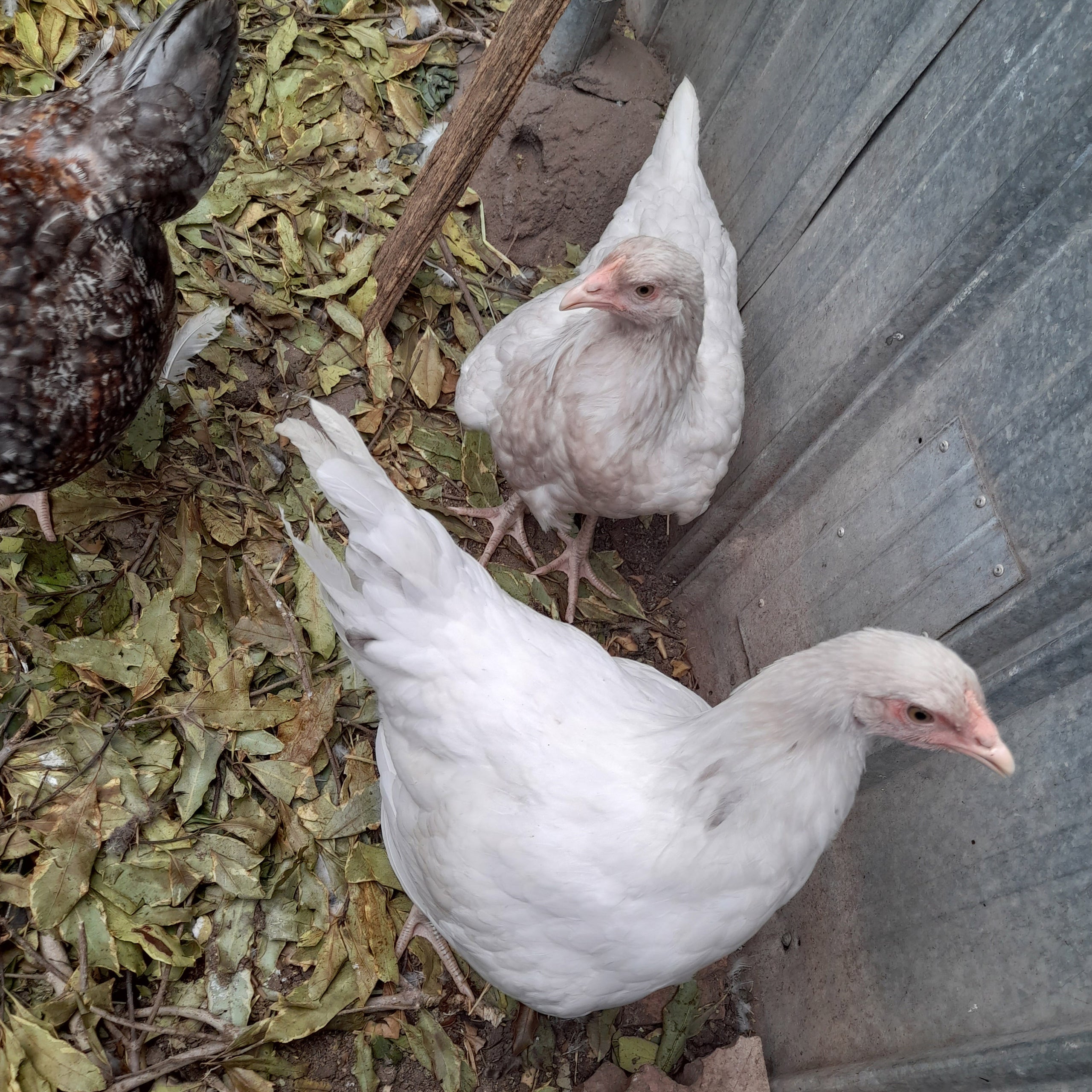 White Easter Egger Chickens